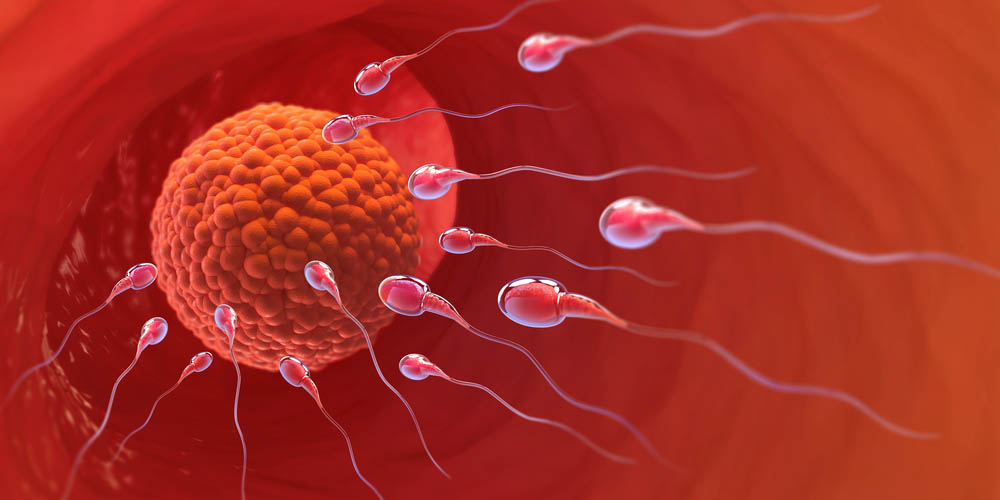 Calculate your most Fertile Days to get Pregnant - Pristyn Care Calculate your most Fertile Days to get Pregnant - Pristyn Care